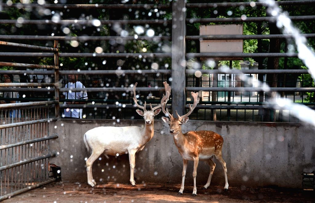CHINA-ZOO-SUMMER-ANIMALS