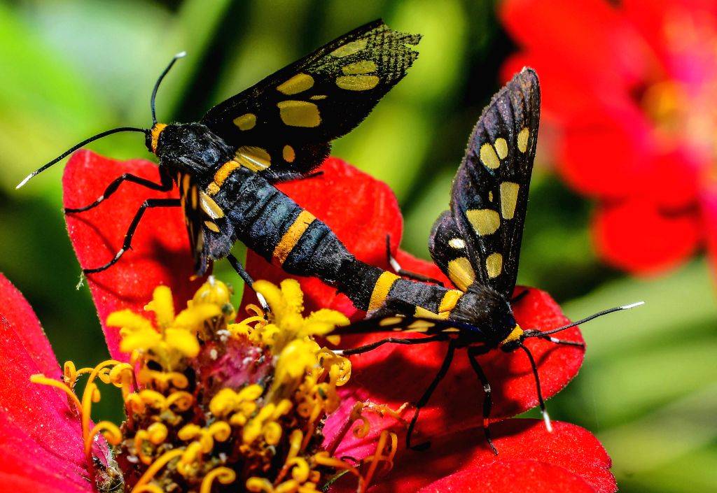 Handmaiden moths are seen mating on a flower