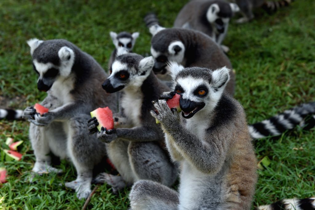 CHINA-HANGZHOU-ANIMALS-HEAT