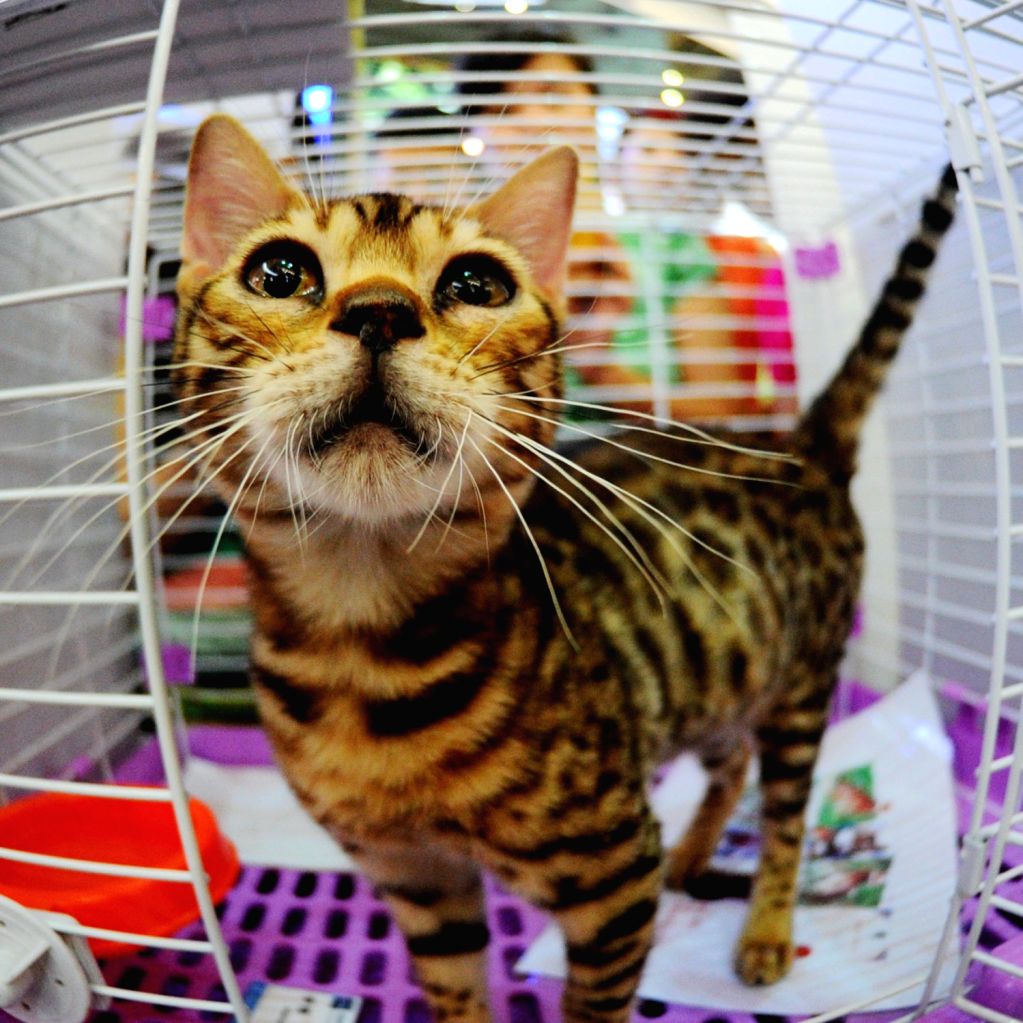 CHINA-HEILONGJIANG-HARBIN-CAT COMPETITION