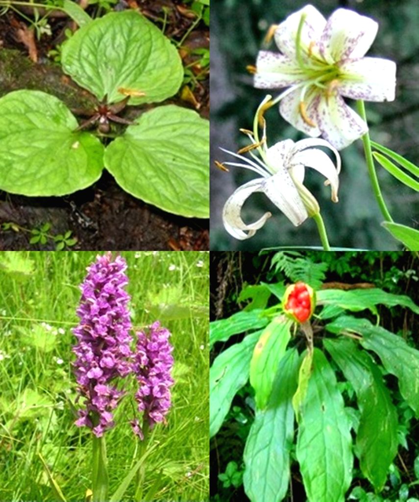 Free Photo: Himachal advocates cultivation of medicinal plants