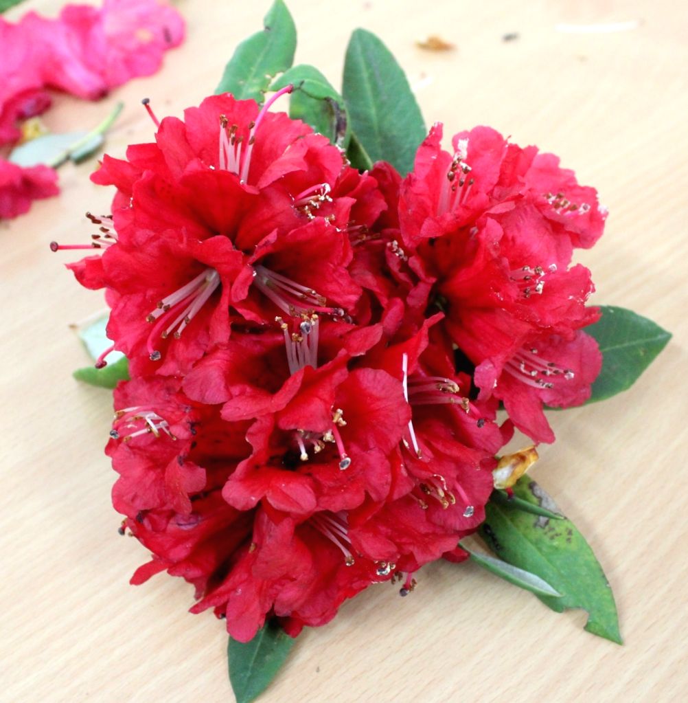 Free Photo:IIT Mandi team finds Himalayan plant to help fight Covid ...
