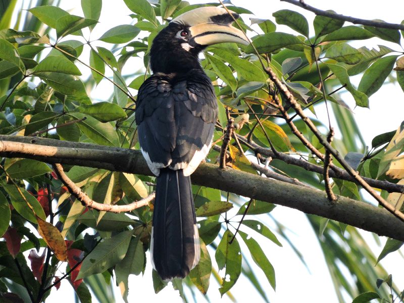 This Assamese village is home to hornbills