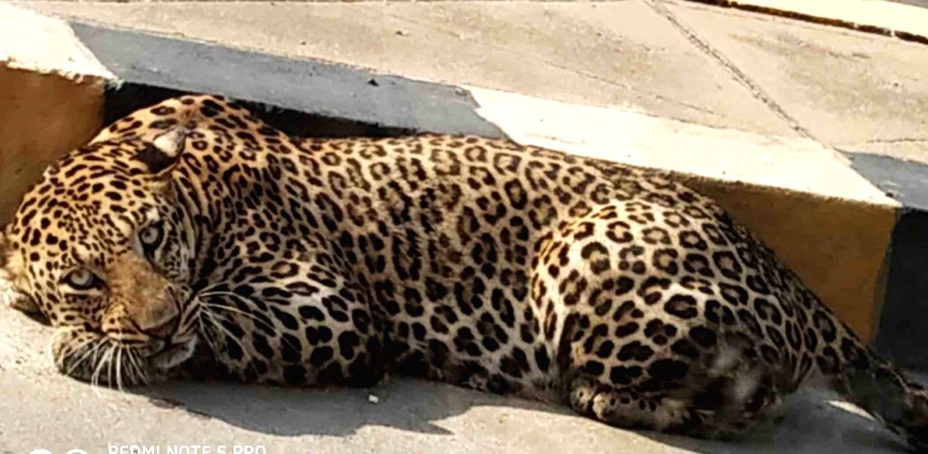 Hunt on for killer leopard in Karnataka forest fringe