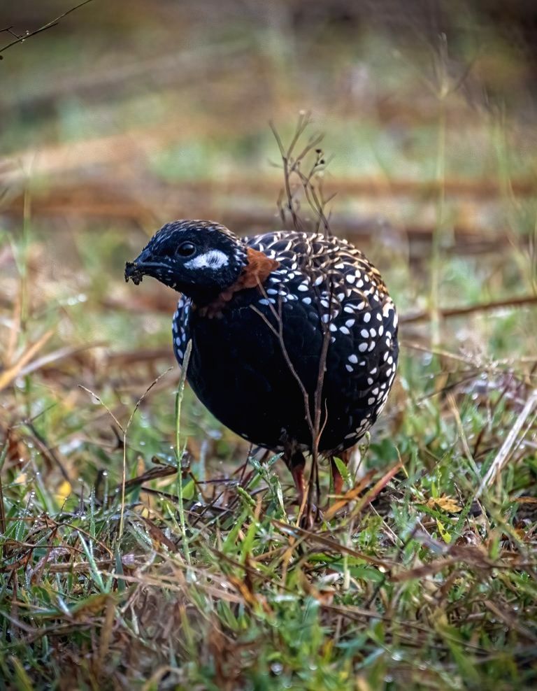 Free Photo: Hunting and habitat loss reducing numbers of the elusive ...