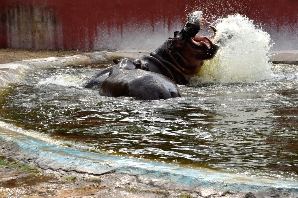 Hyderabad zoo installs coolers, sprinklers to protect animals from heat