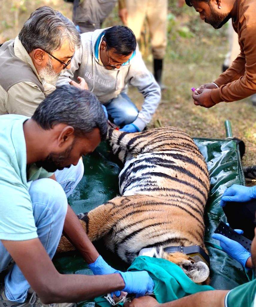 IAF Assists in Translocation of Tigress from Pench to Ramgarh Vishdhari