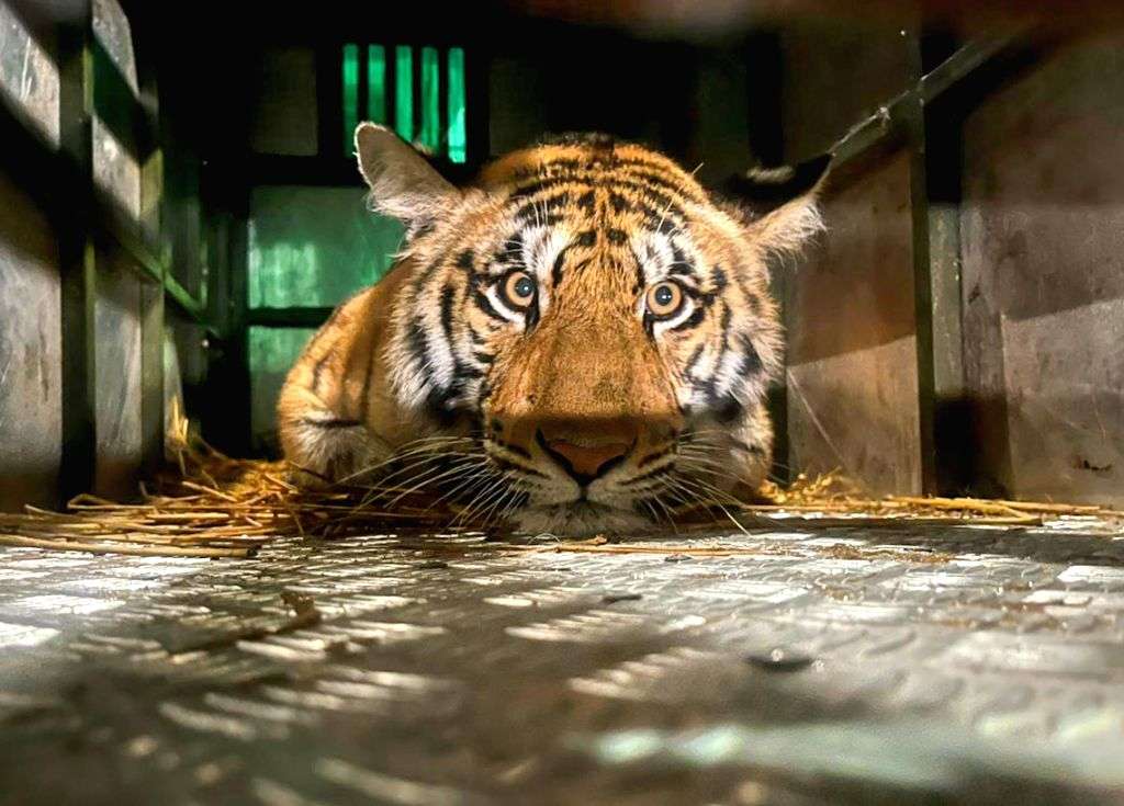 IAF Assists in Translocation of Tigress from Pench to Ramgarh Vishdhari