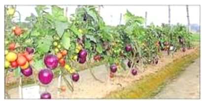 IIVR helps grow multiple vegetables in one plant