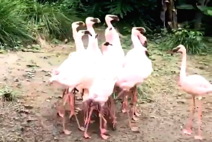 Free Photo: Incredible mating dance amuse netizens