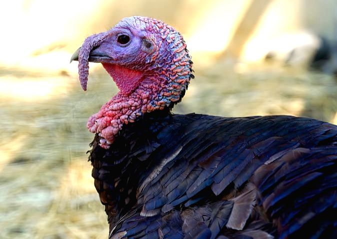 Israel detects bird flu outbreaks at 2 more turkey farms