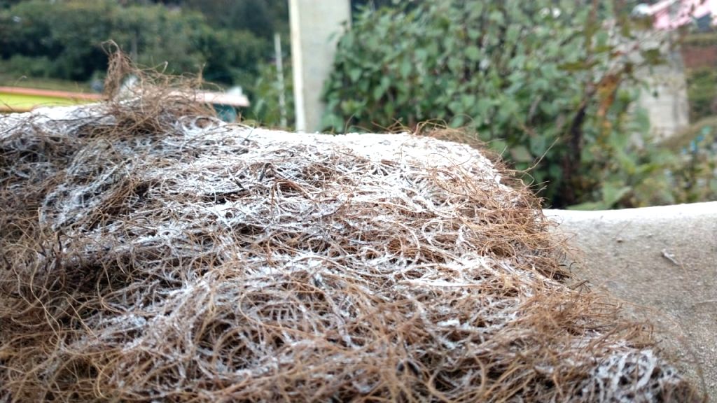 Free Photo : It's snow time in Munnar, the 'Kashmir' of South India