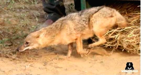 Jackal rescued from house in Agra