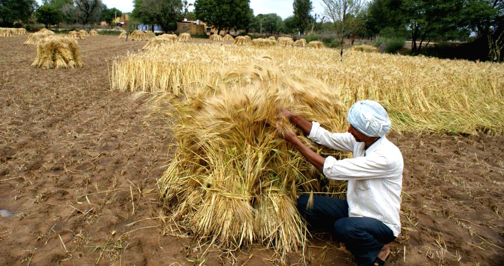 Crops damaged in Rajasthan