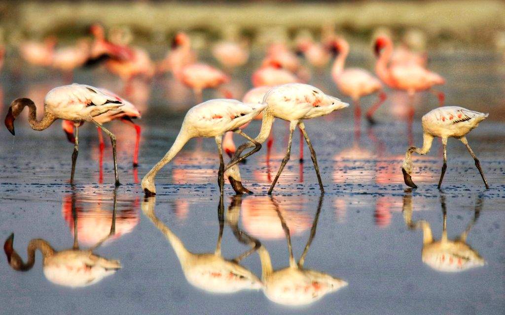 Jaipur : A flock of flamingos seen at Sambhar Salt Lake in Jaipur on ...