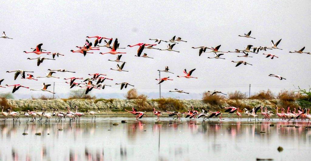 Jaipur : A flock of flamingos seen at Sambhar Salt Lake in Jaipur on ...