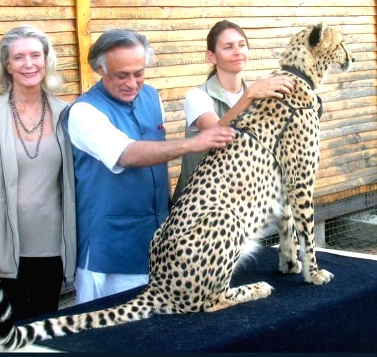 Tiger relocation to Sariska proved to be a 'success' story: Congress