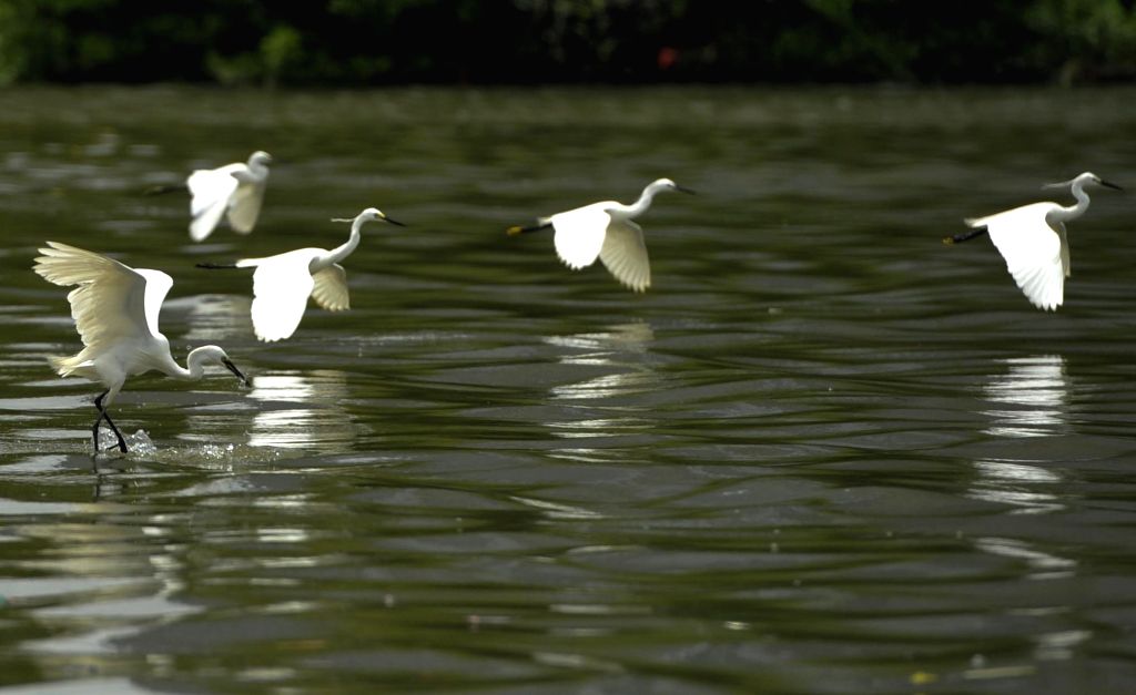 INDONESIA-JAKARTA-THE ASIAN WATERBIRD CENSUS
