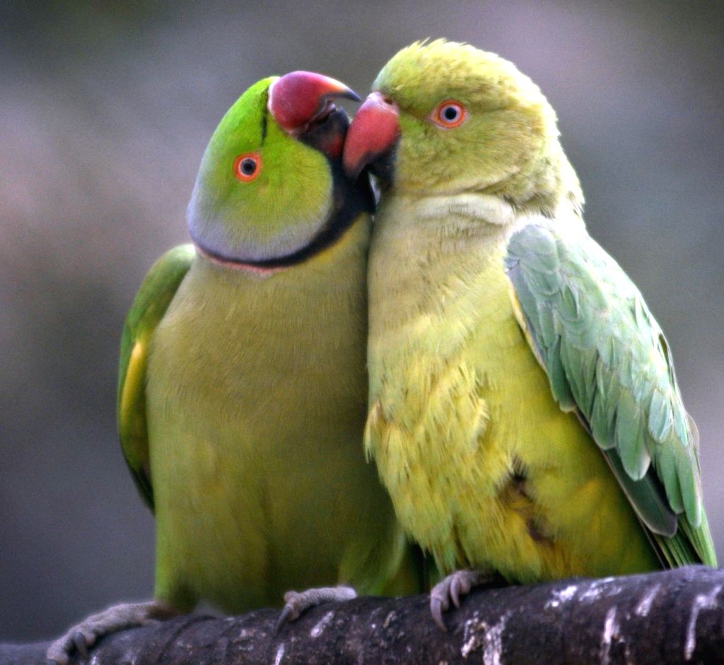 Bengal to soon impose ban on keeping Indian bird species as pets