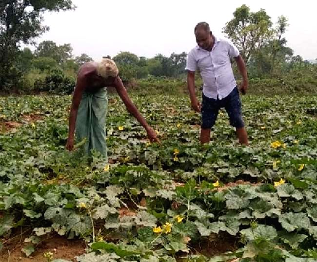 Free Photo : Jharkhand is developing as a production hub of vegetables ...