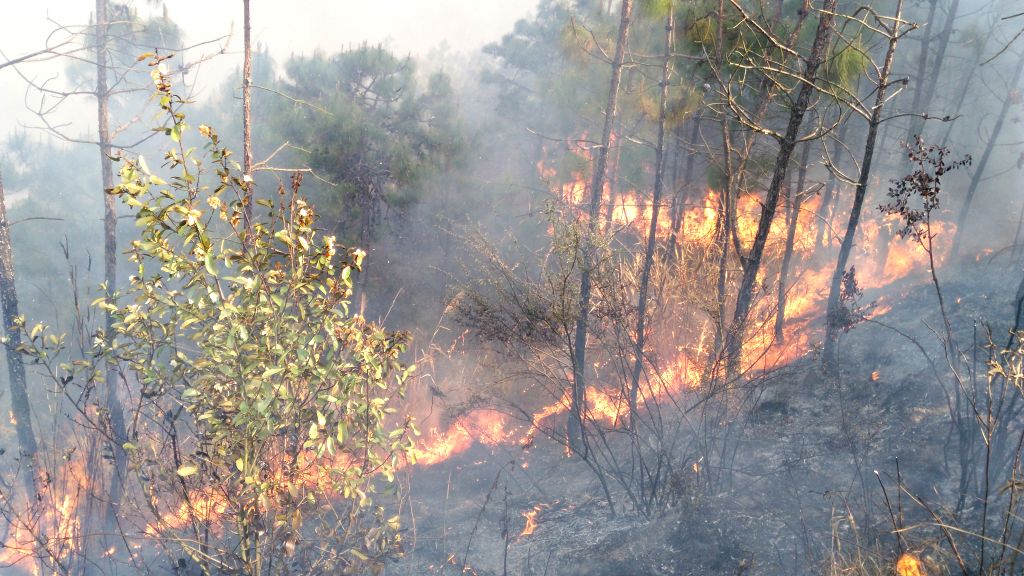 CHINA-YUNNAN-FOREST FIRE
