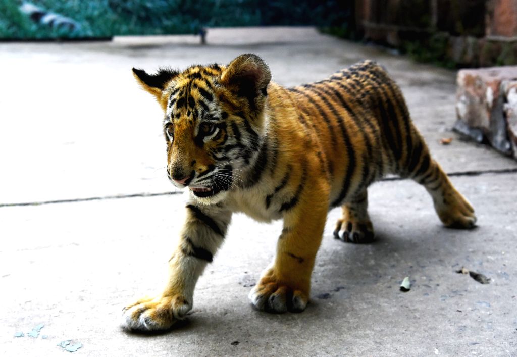 CHINA-SHANDONG-JINAN-BENGAL TIGER CUB