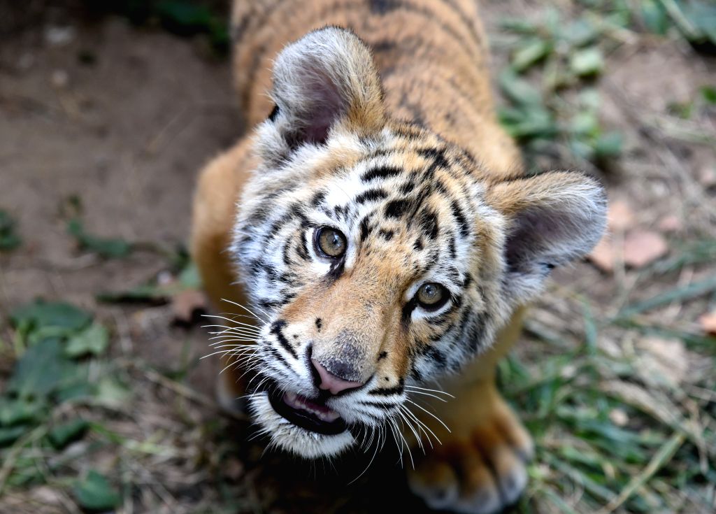 CHINA-SHANDONG-JINAN-BENGAL TIGER CUB