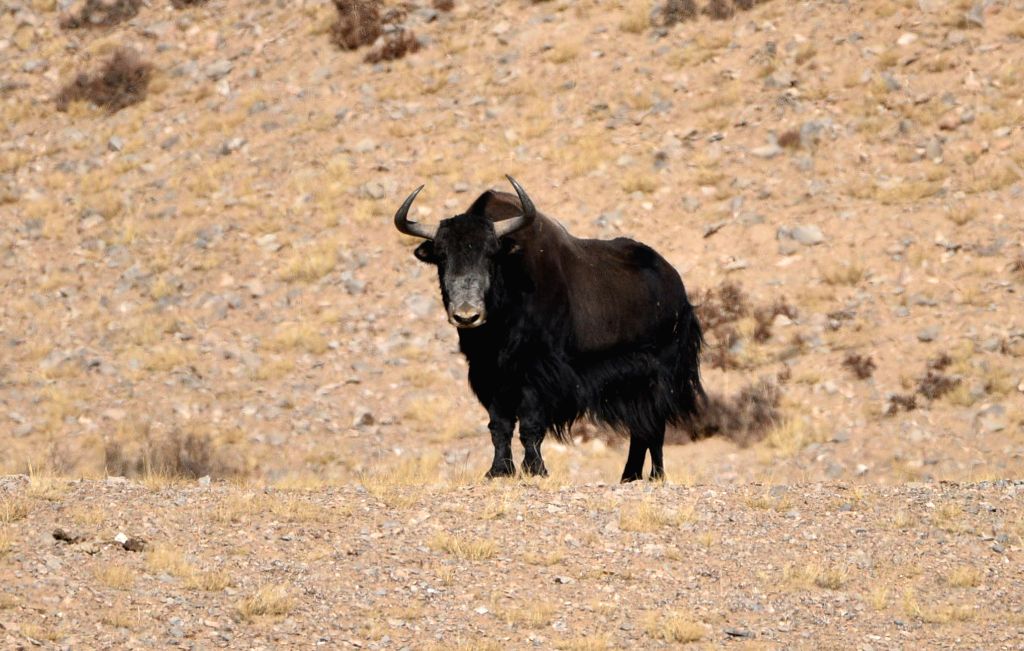 CHINA-GANSU-WILD YAKS