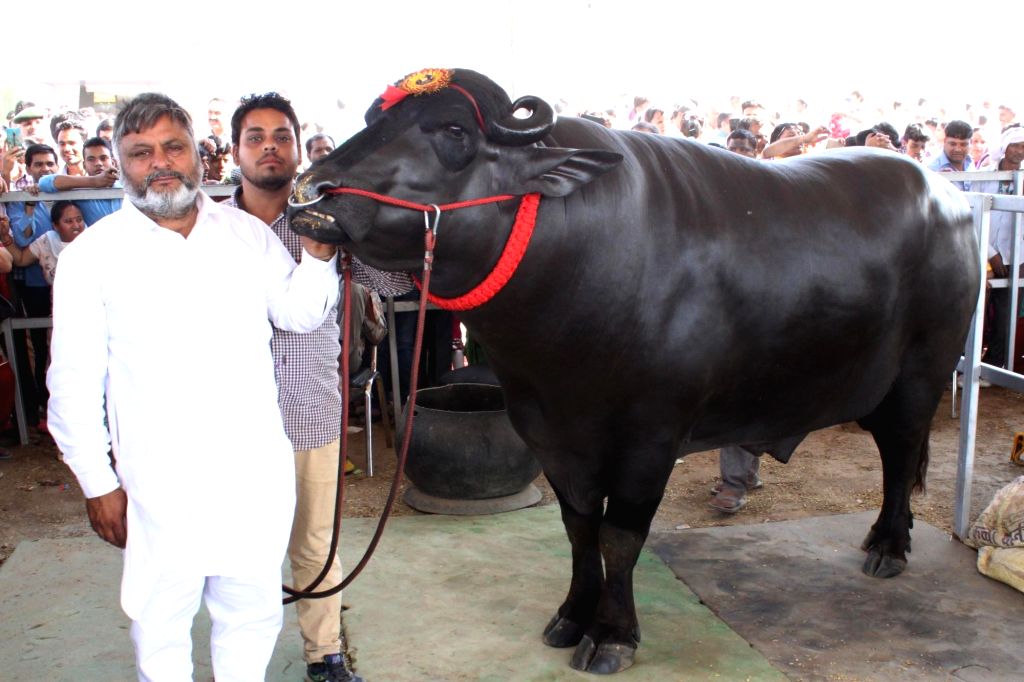 Karamvir Singh with his bull - 'Yuvraj' at "Krishi Unnati Mela