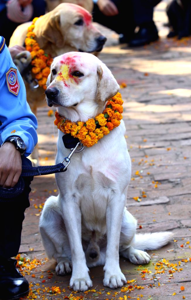 A dog poses on the second day of Tihar festival