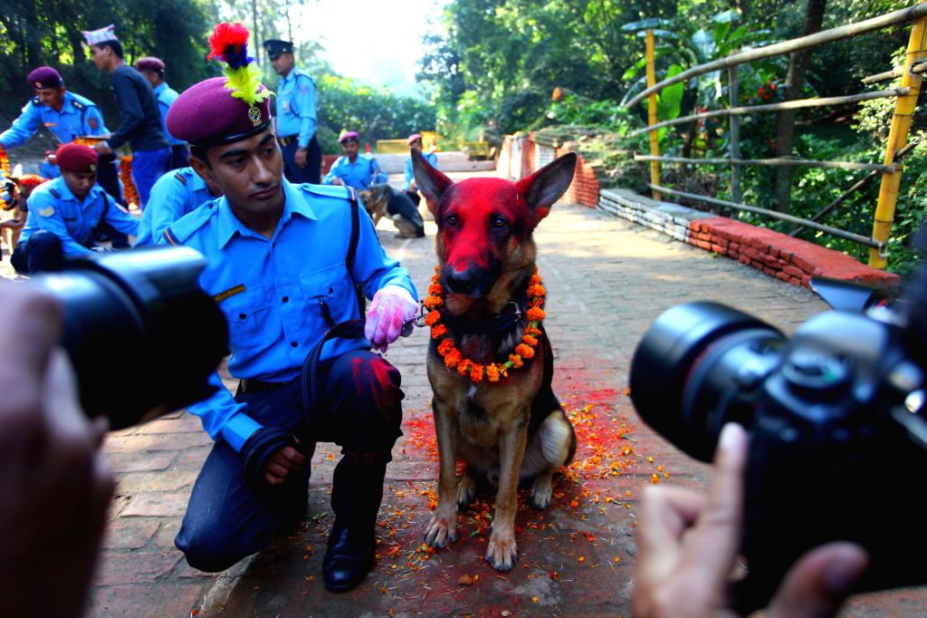 A dog poses on the second day of Tihar festival