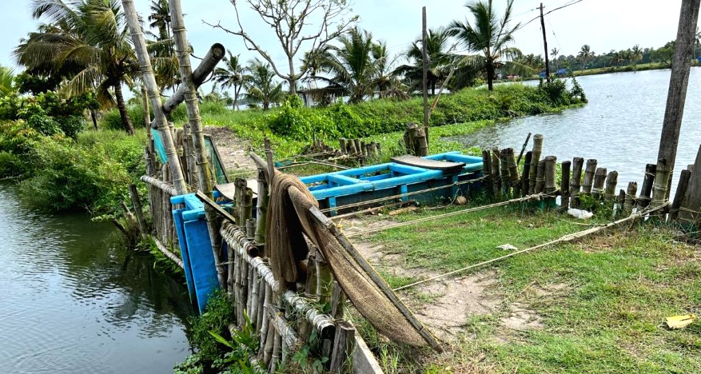 Free photo :Kerala has miles to go to make integrated Pokkali lucrative