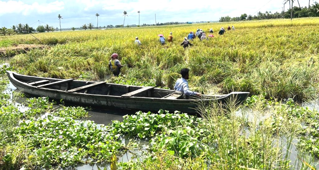 Free Photo : Kerala has miles to go to make integrated Pokkali lucrative