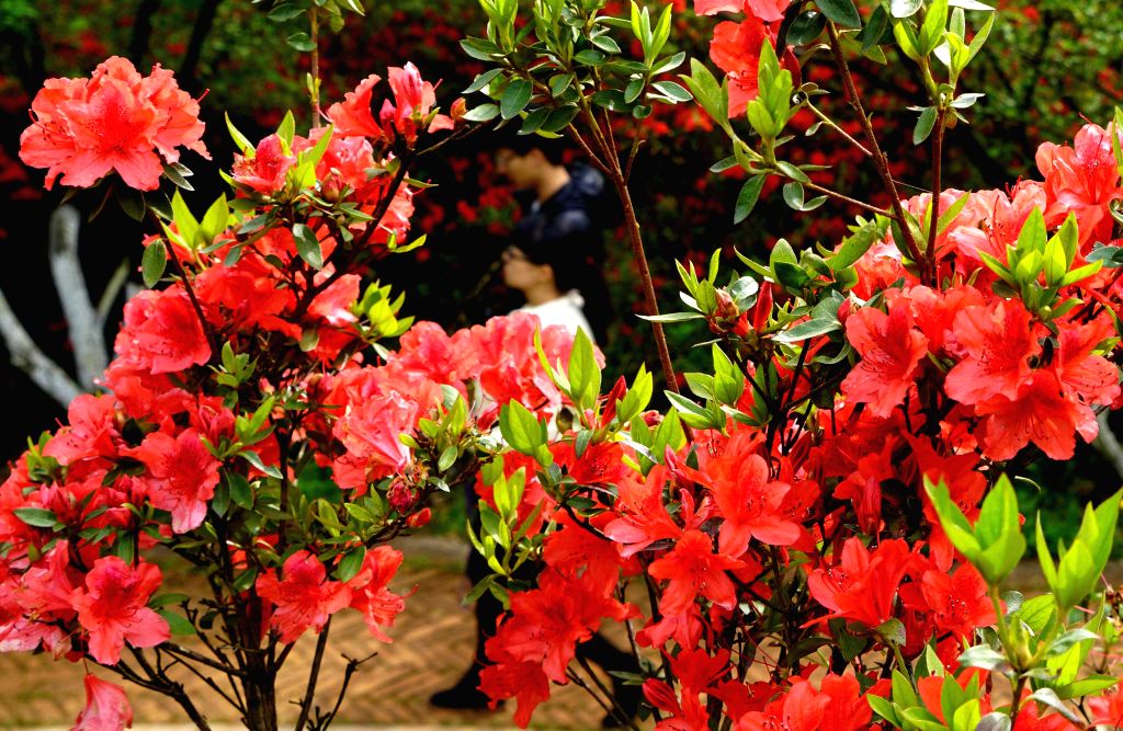 CHINA-KUNMING-SPRING-AZALEA