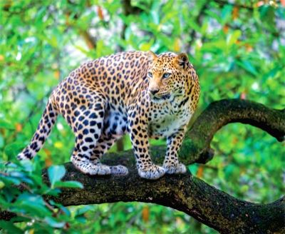 Assam: 7-year-old boy dies in alleged leopard attack
