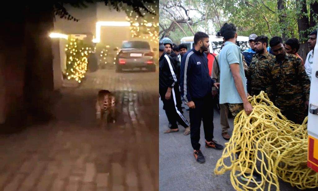 Leopard spotted near south Delhi's Sainik Farms, search operation underway
