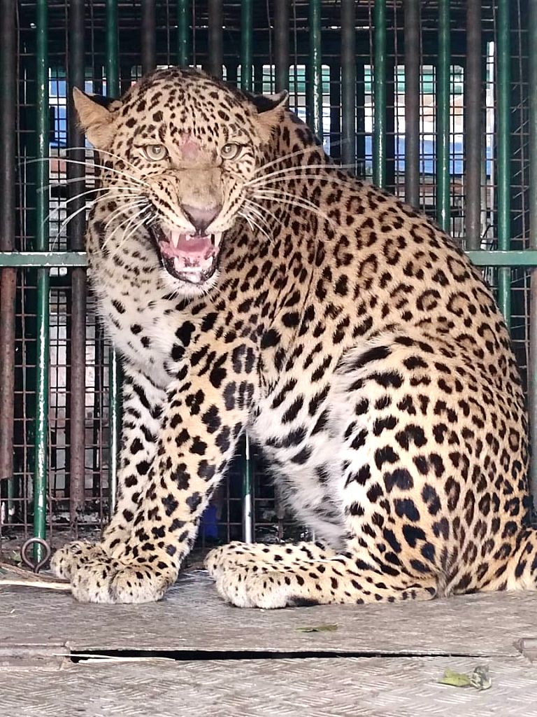 :Mysuru:Leopard trapped by forest officials at Rare Material Project ...