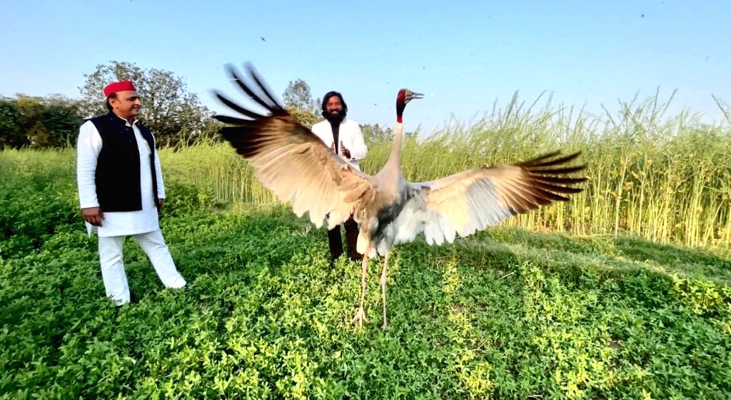 Let Sarus crane be with a human 'partner'!