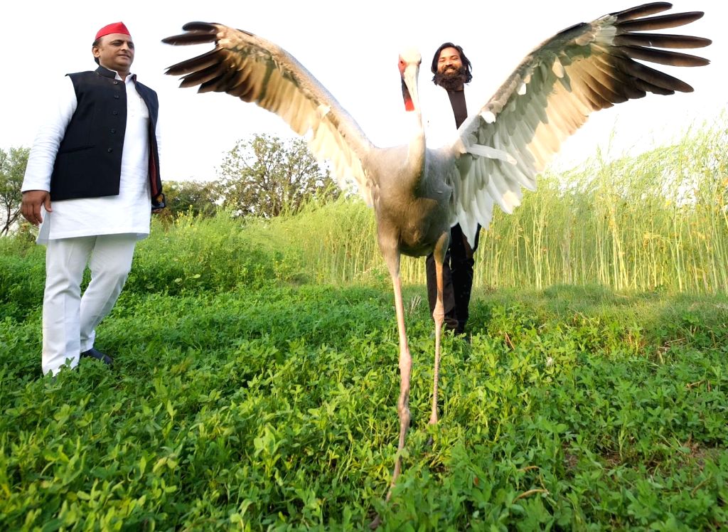 Free photo : Let Sarus crane be with a human 'partner'!
