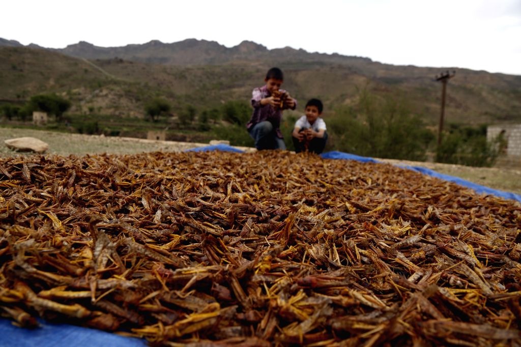 Pak declares national emergency over locusts