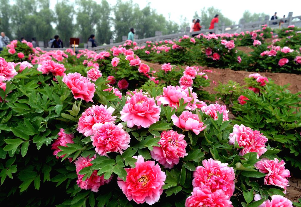 Peony flowers in Luoyang