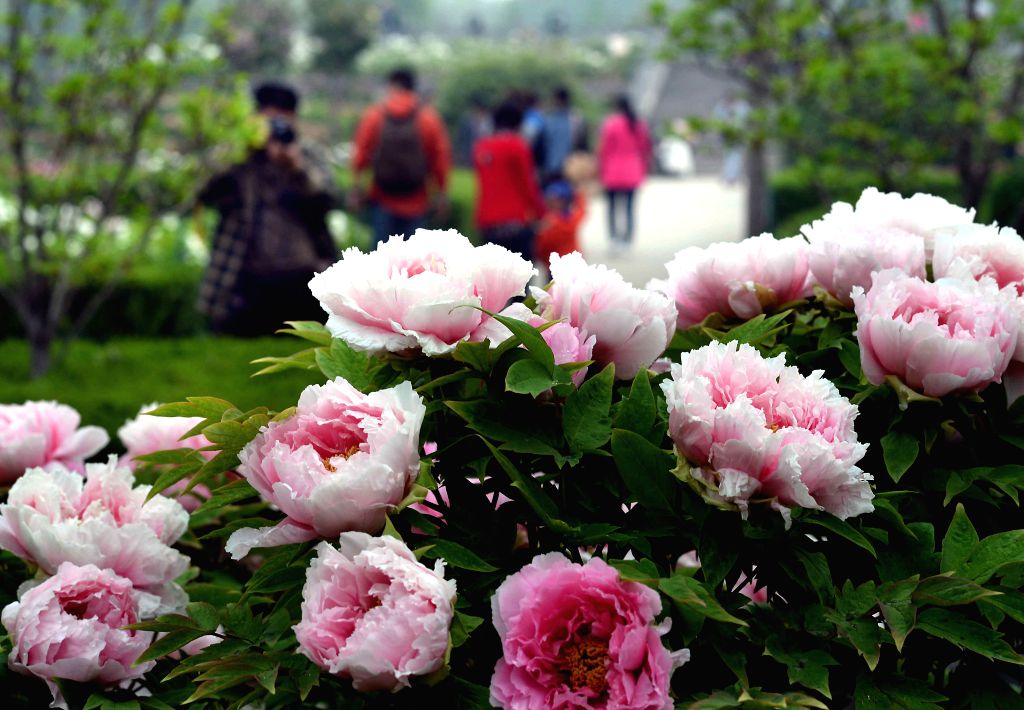 Peony flowers in Luoyang