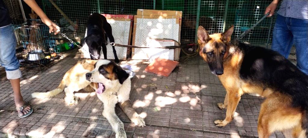Free Photo: Man's best friend bites: Pitbulls, German Shepherds spread ...