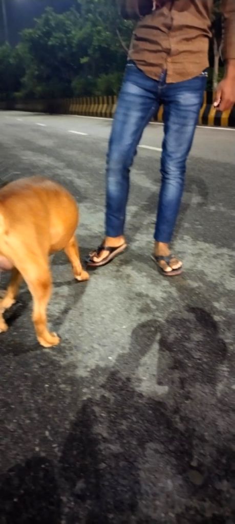 Free Photo: Man's best friend bites: Pitbulls, German Shepherds spread ...