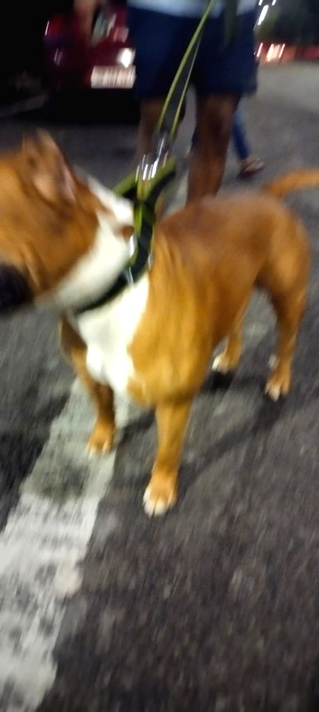 Free Photo: Man's best friend bites: Pitbulls, German Shepherds spread ...