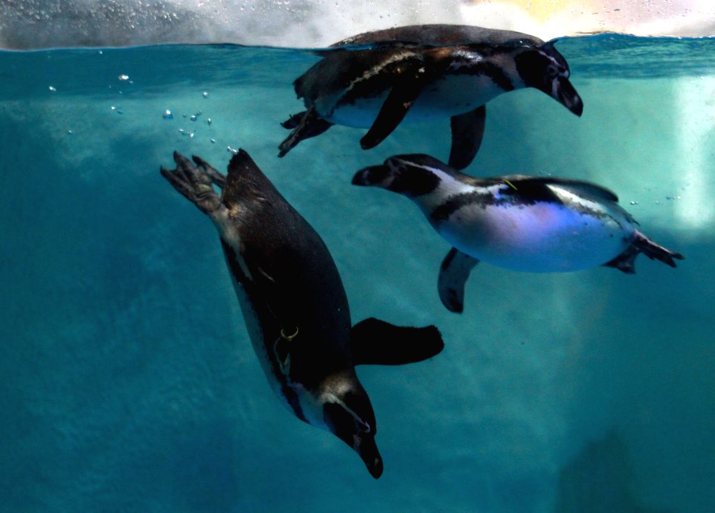 Manila Ocean Park