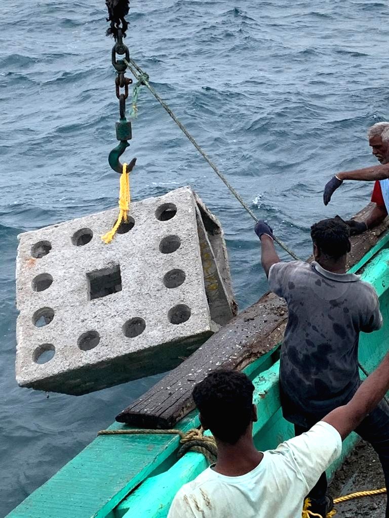 Free Photo : Marine scientists bats for artificial reefs