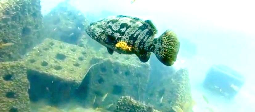Free Photo : Marine scientists bats for artificial reefs
