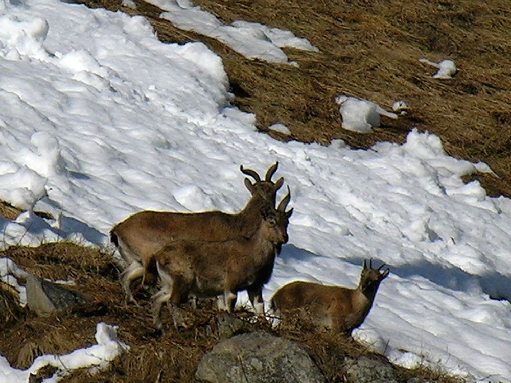 Kashmir's spiral-horned Markhor goat in peril