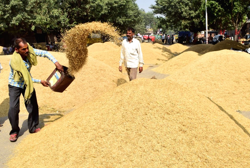 Nearly 46 lakh tonne paddy procured in Punjab